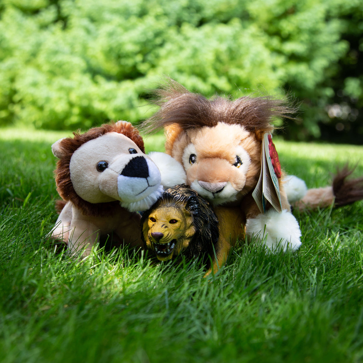 Lion Gifts– Bristol Zoological Society