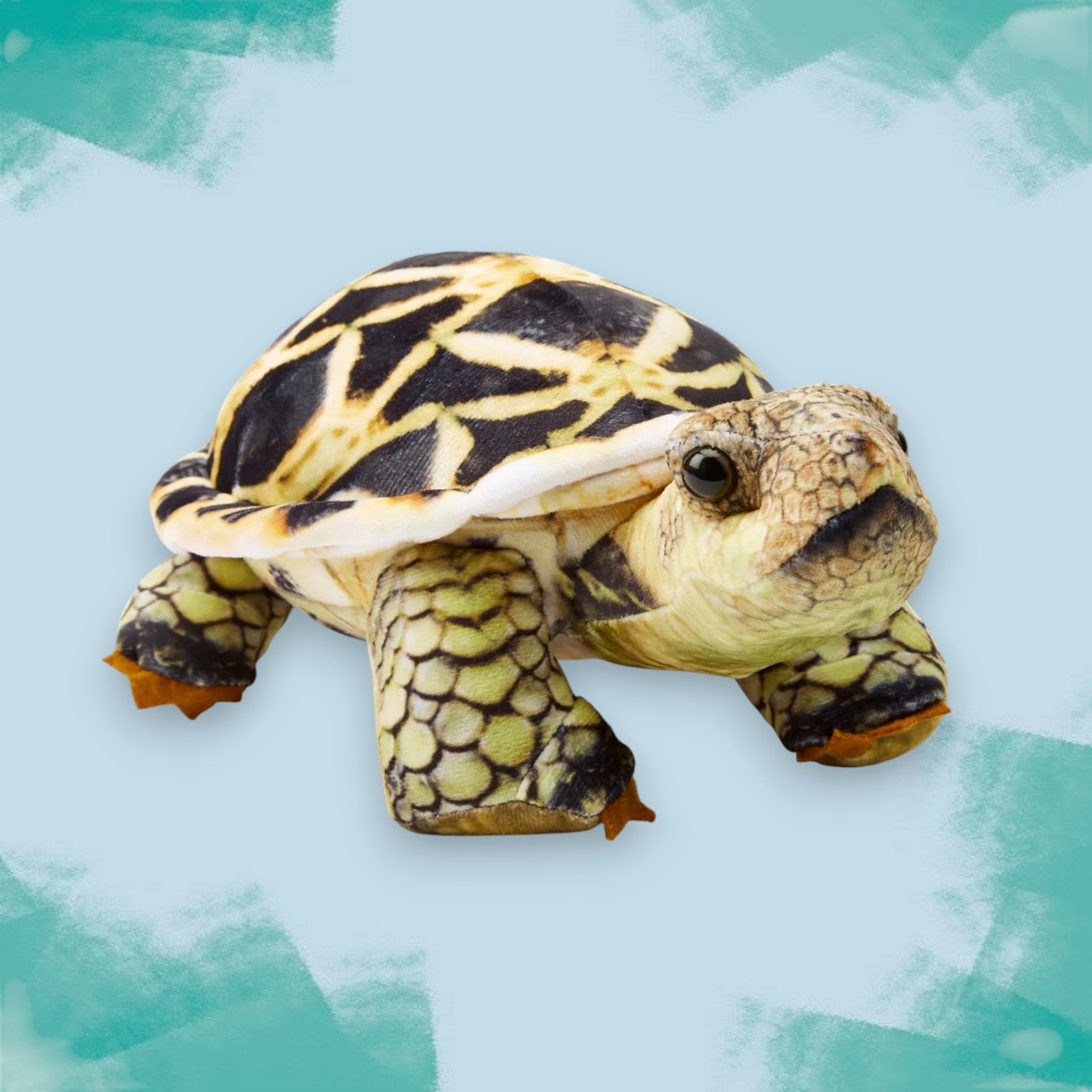 Star Tortoise Soft Toy – Bristol Zoological Society